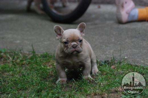 Francuski buldog štenci