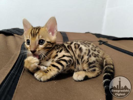 Bengalske macke, bengalsko mace