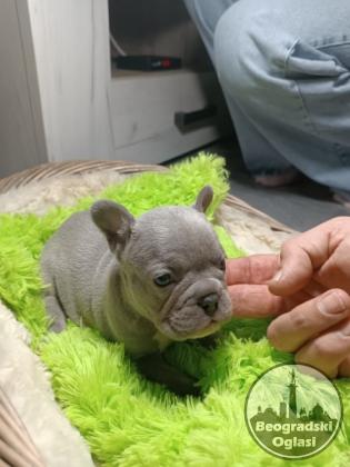 Francuski buldog štenci exotic,plavi,klasik i fluffy