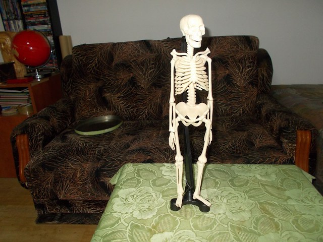 Skeleton - anatomski model visine oko 45 cm