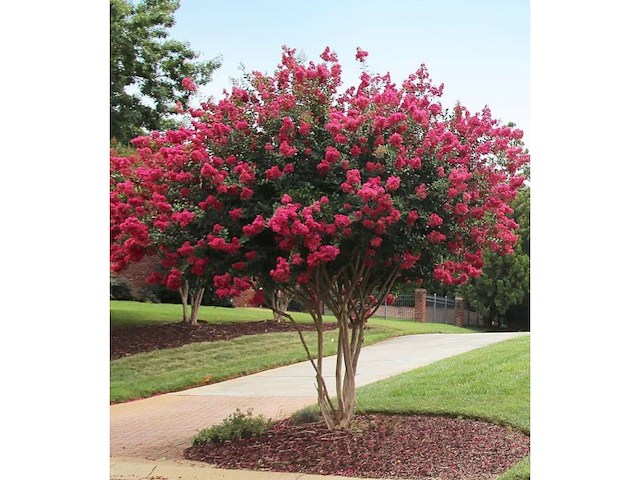 Lagerstroemia indica (25 semenki) Indijska ruža - Kines