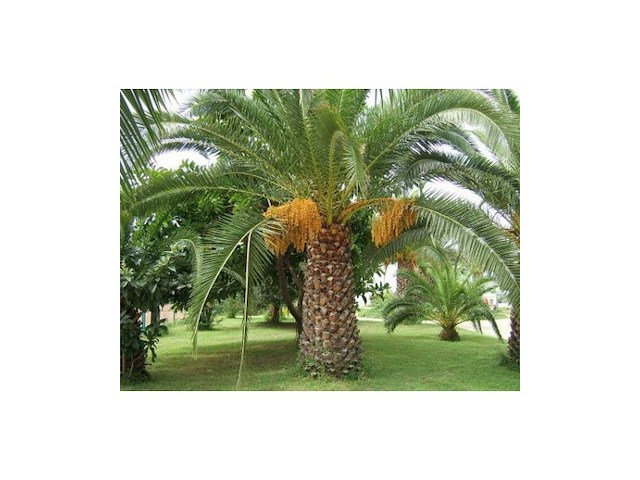 Phoenix Dactylifera (10 semenki) Date Palm