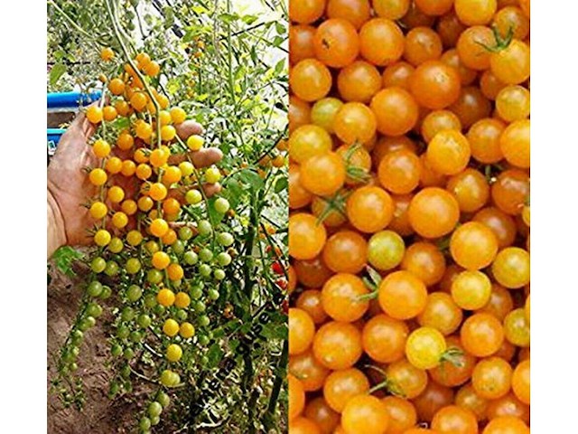 Paradajz Golden Currant (200 semenki)