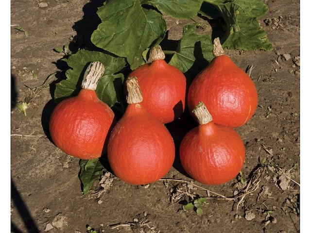 Hokkaido Bundeva Uchiki Kuri (10 semenki)