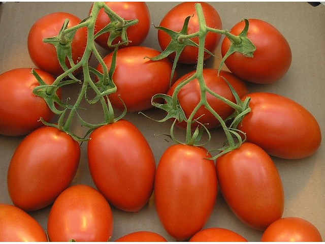 Paradajz Pomodoro Super Roma Vf (400 semenki)