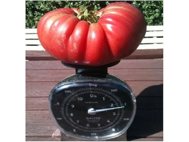 Džinovski paradajz Brutus od 1kg! (150 semenki)