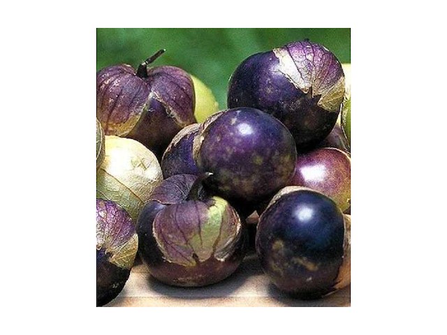Tomatillo Purple - Physalis Ixocarpa (100 semenki)