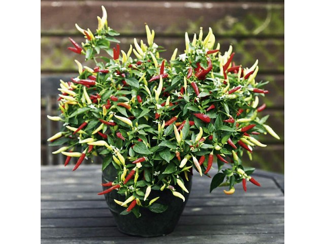 Chilli Patio Fire (20 semenki) patuljasti višegodišnji
