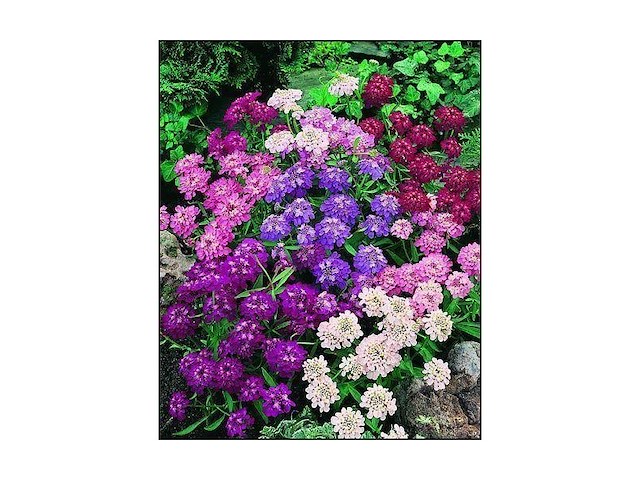 Iberis Umbelata Mix (500 semenki)