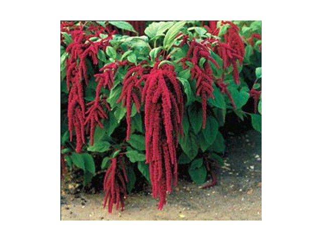 Amaranthus Caudatus (1250 semenki)