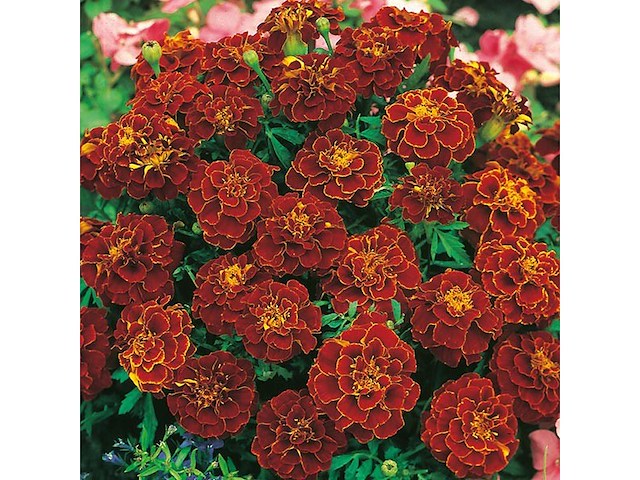 Kadifa niska crvena (200 semenki) Marigold Boy Spry