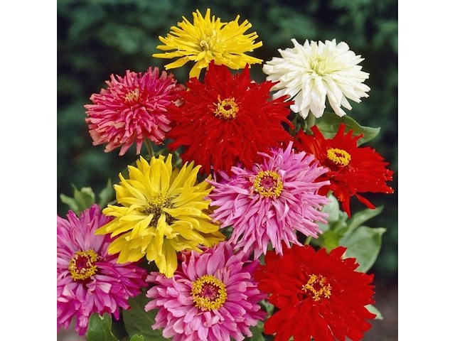 Lepi gliša kaktus mix (300 semenki) Zinnia cactus mix