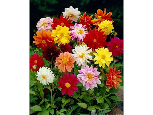 Dalija niska (100 semenki) Dahlia Dwarf Patio Mignon