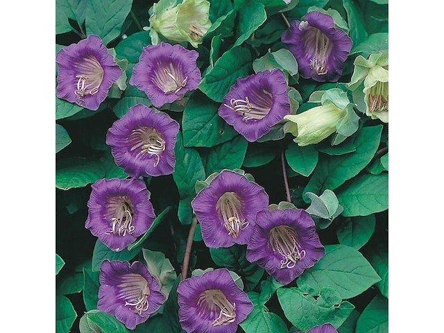 Cobaea Scandens (10 semenki)