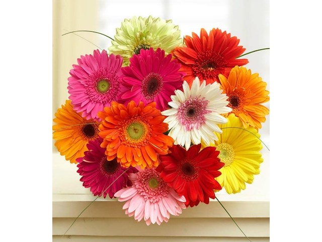 Gerbera Jamesonii Mix (20 semenki)