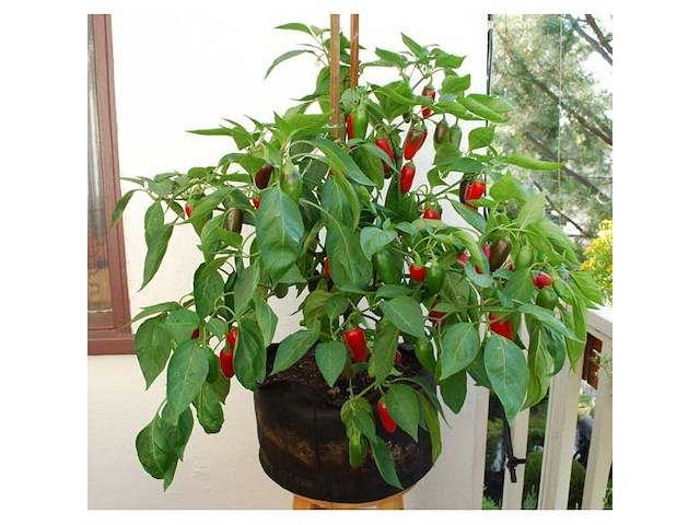 Chilli Balkonski Jalapeno (15 semenki)
