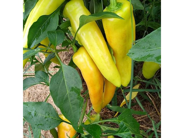 Chilli Hungarian Yellow Wax Hot (50 semenki)