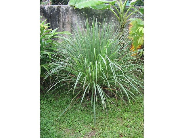 Limunova trava (200 semenki) Lemon Grass