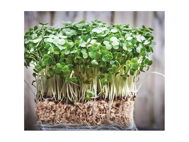 Potočarka Vodeni Kres (1000 semenki) Nasturtium Officin
