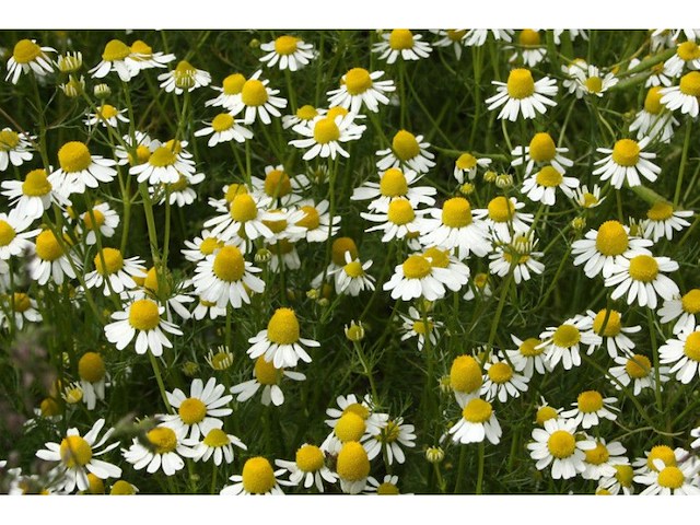 Kamilica (10.000 semenki) Matricaria Chamomilla