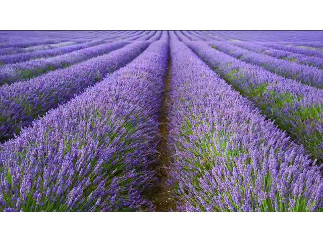 Lavanda Angustifolia Vera (800 semenki)