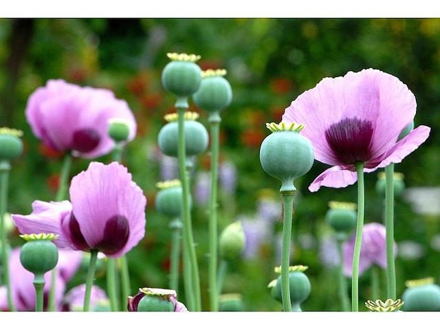 Mak Zeno Plus (10.000 semenki) Papaver Somniferum