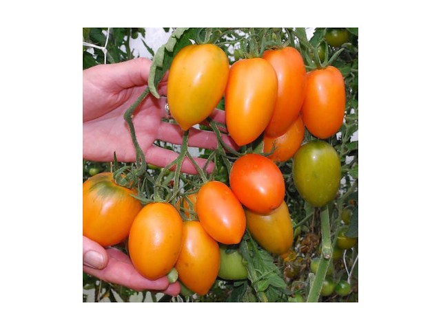 Orange Banana Paradajz (50 semenki)