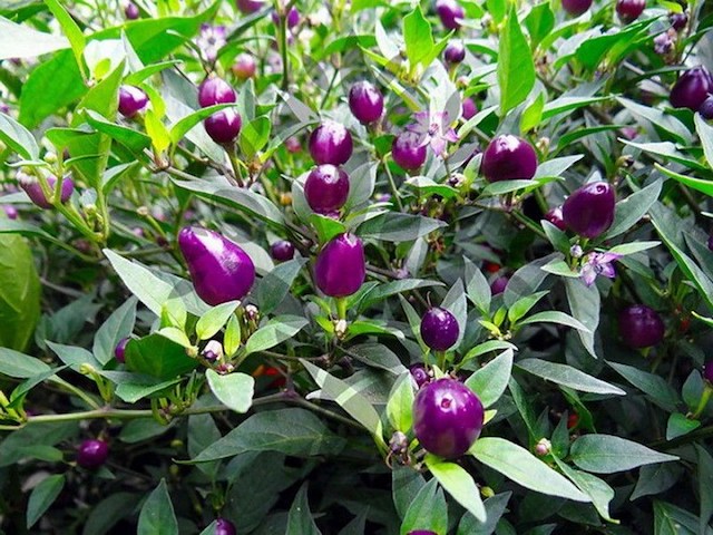 Chilli Filius Blue (25 semenki)