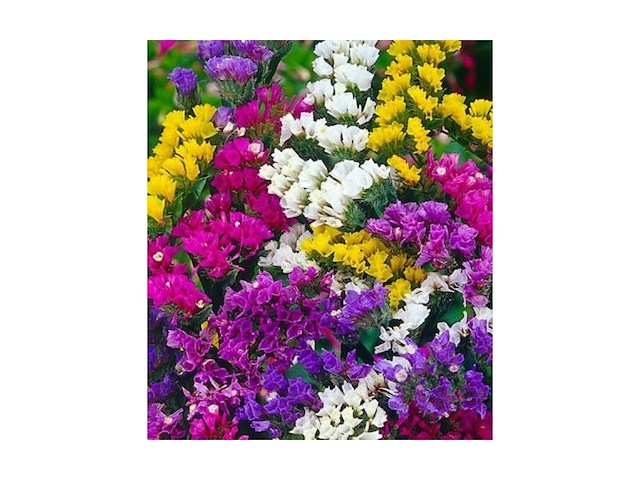 Statica mix (180 semenki) Limonium Sinuatum mix