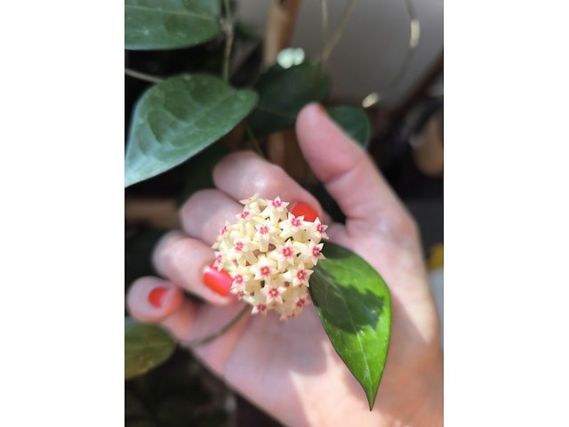 Hoya parasitica Black Margin
