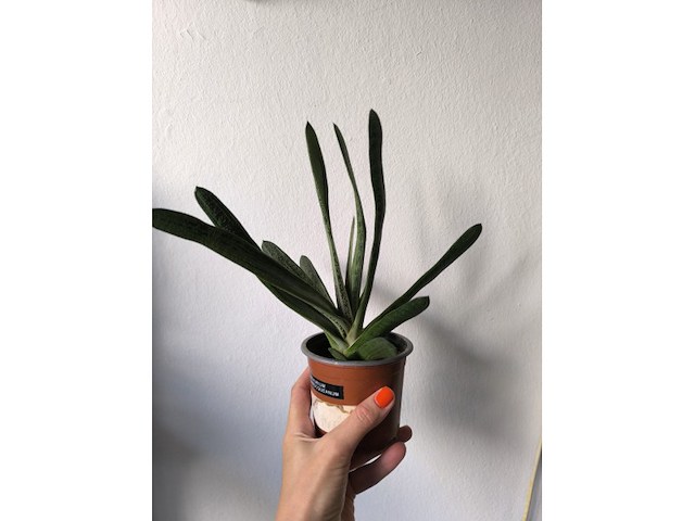 Gasteria Little Warty