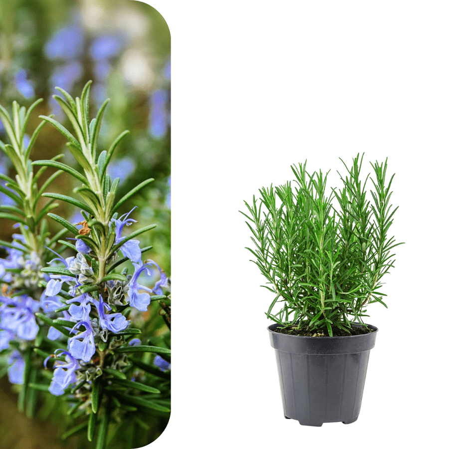 Rosmarinus officinalis – Ruzmarin