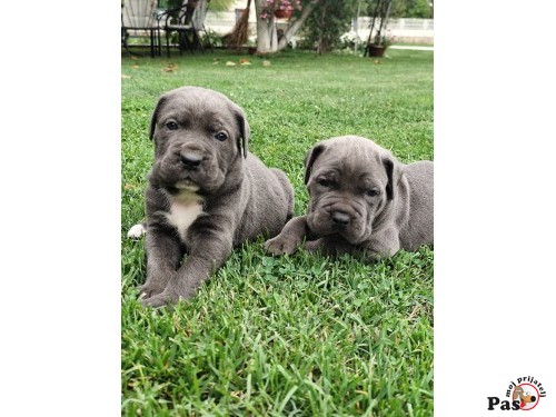 CANE CORSO
