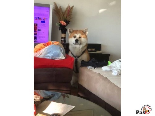 AKITA INU