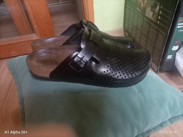 LEON ANATOMSKE 38