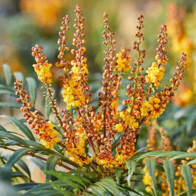 Mahonia Vulcano