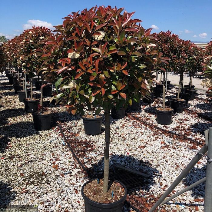 Photinia Fraseri Red Robin - Fotinija na štapu