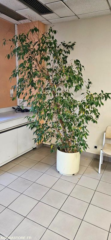 Veliki sobni fikus Benџamina – 2,50 m sa saksiјom