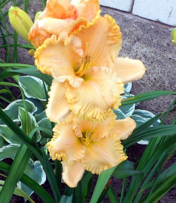 Hemerocallis Spacecoast Peach Fringe