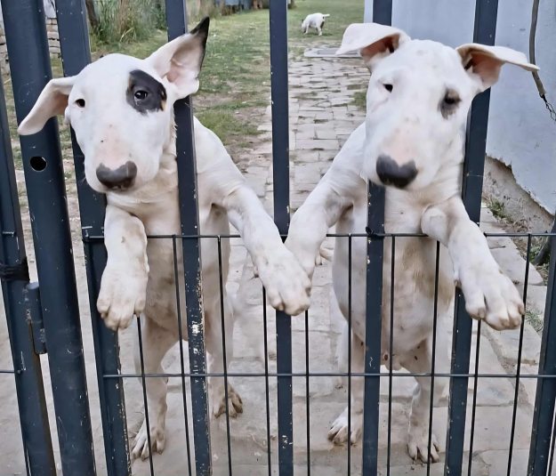 Standard Bull Terijer štenci Srbija
