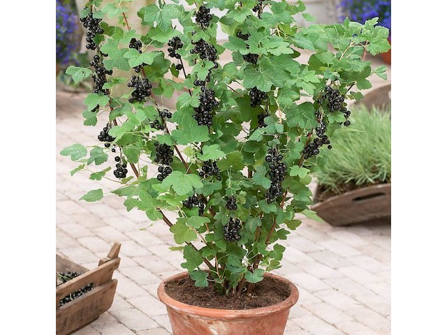 Crna ribizla - Black Currant (50 semenki) Ribes nigrum