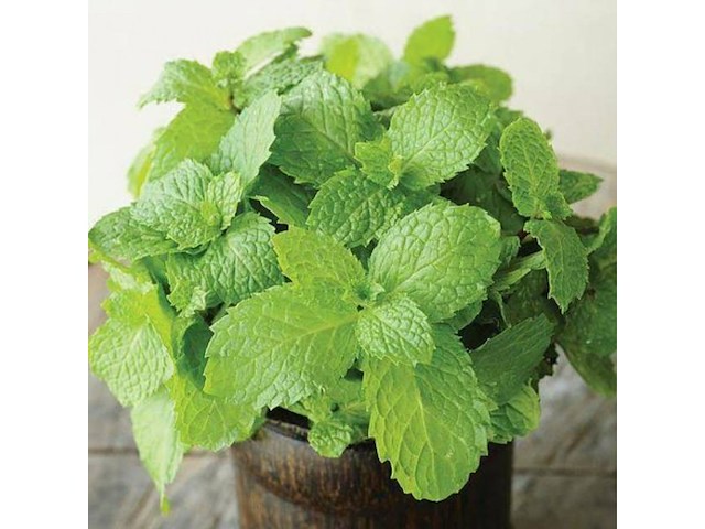 Nana - Mentha Piperita (4000 semenki)