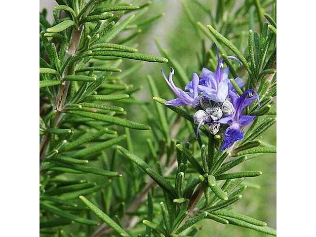 Ruzmarin (25 semenki) Rosmarinus officinalis