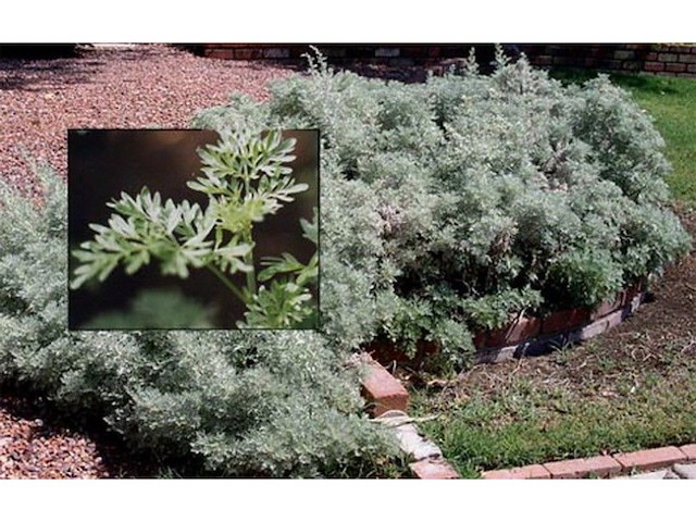 Artemisia Absinthium - Pelin (1000 semenki)