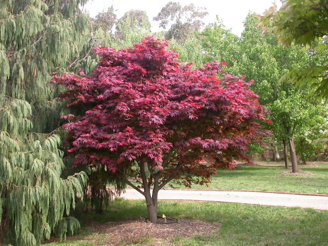 Acer Palmatum Atropurpureum (25 semenki)
