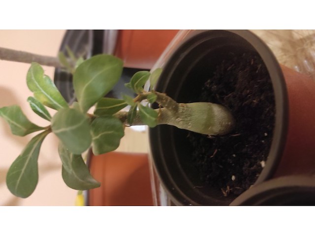 Adenium biljka jednogodišnja