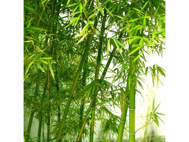 Zeleni Bambus- Phyllostachys