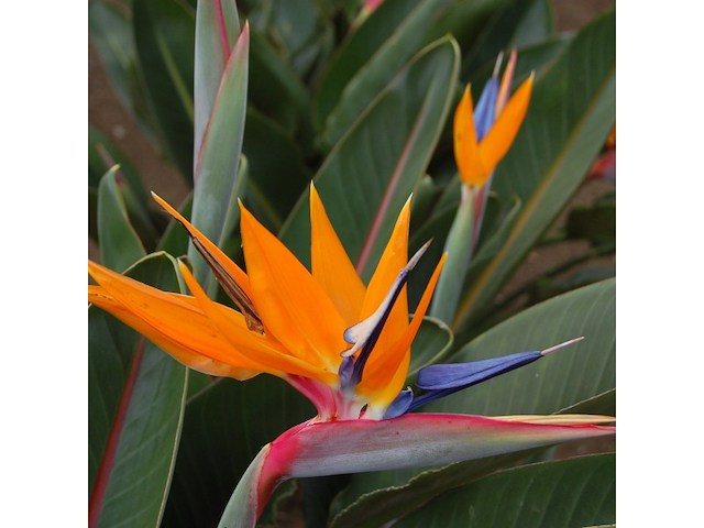 Strelitzia Reginae (3 semenki)