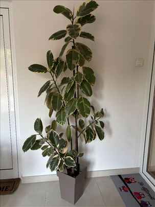 Fikus 180cm