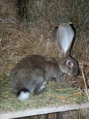 Na prodaju belgiski sivi orijasi muski i zenski